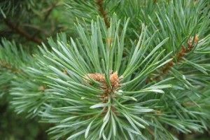 La Senda Botánica y la Cascada del Molino de la Chorrera | Casa el ...